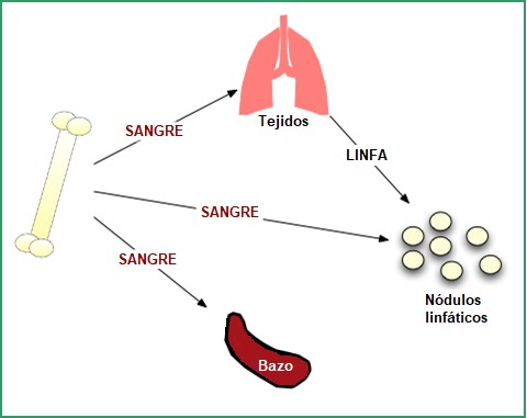 Migración de células dendríticas | British Society for Immunology
